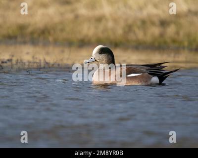 American wigeon, Mareca americana, single female on water, British ...