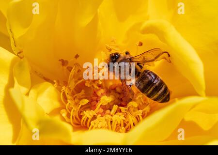 Spanish Honey Bees 'Apis mellifera' on comb in Andalucia, Spain Stock ...