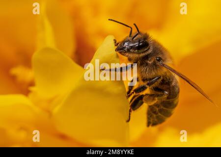 Spanish Honey Bees 'Apis mellifera' on comb in Andalucia, Spain Stock ...