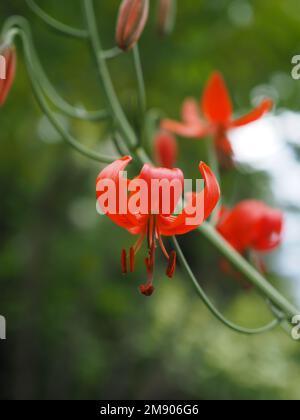 The Coral Lily, Lilium pumilum in flower in garden; from eastern Asia ...