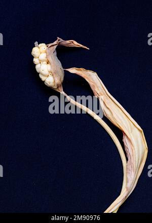 Dried seed head of the Calla lily flower on a black background with ...