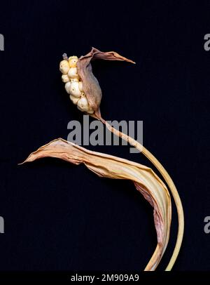 Beautiful calla lily flowers on black background, space for text Stock ...