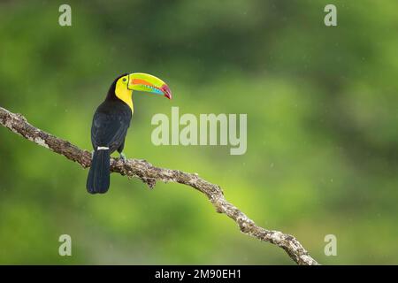 Keel-billed toucan - Costa Rica Stock Photo - Alamy