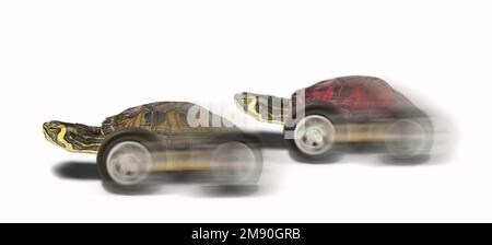 turtle with wheels at high speed with white background Stock Photo - Alamy