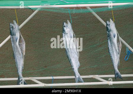 Masu salmon Oncorhynchus masou drying in Rausu. Nemuro Subprefecture ...