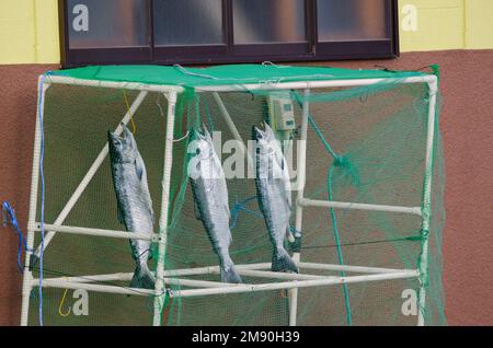 Masu salmon Oncorhynchus masou drying in Rausu. Nemuro Subprefecture ...