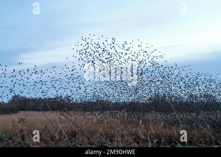 Ham Wall, Somerset, UK. 15th Jan, 2023. Thousands of starlings fly back ...