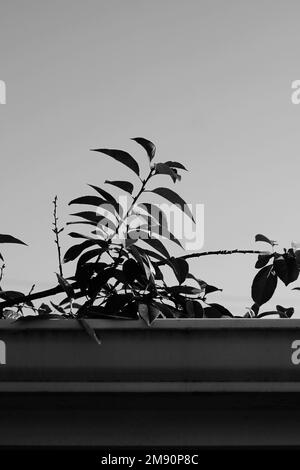 A typical leafy weed growing in the roof gutter of a common home Stock ...