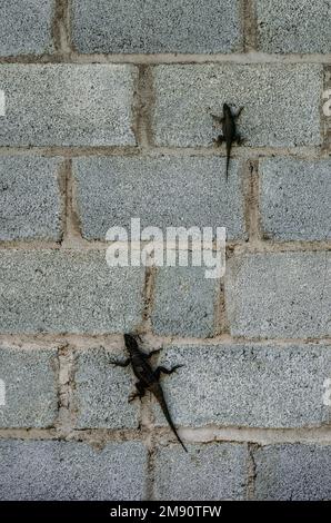 Geckos on a wall in Brazil Stock Photo - Alamy
