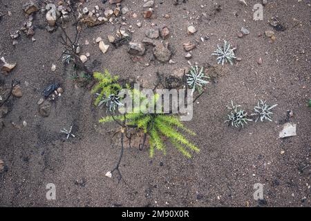 Bush growing back, regenerating, after wildfire, Spain Stock Photo - Alamy