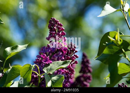 Vibrant purple lilac blooming in the spring garden in may. Springtime ...