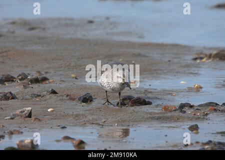 A closeup of a red knot bird looking for food at the beach with a ...