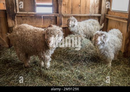 Angora goats on a Massachusetts farm Stock Photo - Alamy