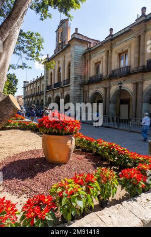 Poinsettias planted for Christmas in the Zocalo Square by the ...