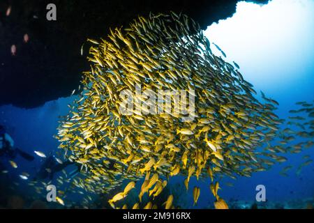 schooling Blue striped Snaper fish in Maldives Kudarah thila Ari atoll ...