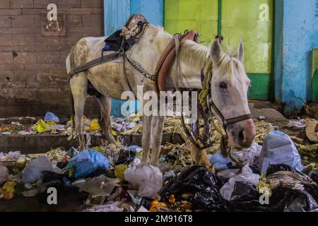 Horse eating rubbish in Aswan, Egypt Stock Photo - Alamy