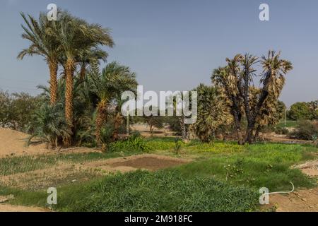 Fields by the river Nile near Aswan, Egypt Stock Photo - Alamy