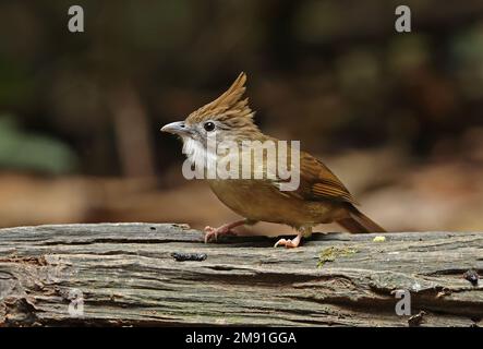 Ochraceous Bulbul adult perched on branch in rainforest, Vietnam ...