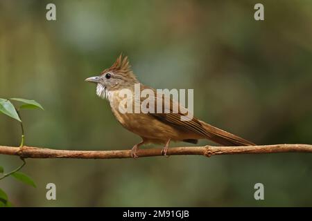 Ochraceous Bulbul adult perched on branch in rainforest, Vietnam ...