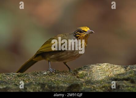 Stripe-throated bulbul, Pycnonotus finlaysoni, Vietnam Stock Photo - Alamy