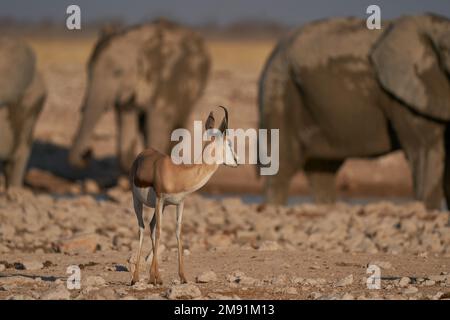 Springok (Antidorcas marsupialis) in Etosha National Park, Namibia ...