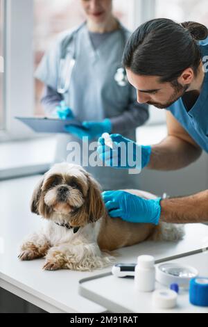 A Yorkshire Terrier in a veterinary clinic's daycare center Stock Photo ...