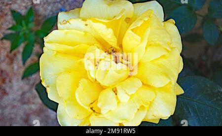 Flowers of various colors in Catalunya, Spain, Europe Stock Photo - Alamy