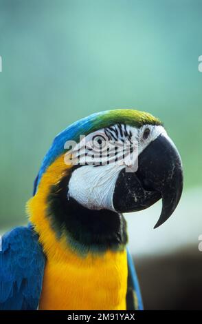 Dominican Republic, Macaw at manati park near Punta Cana Stock Photo ...