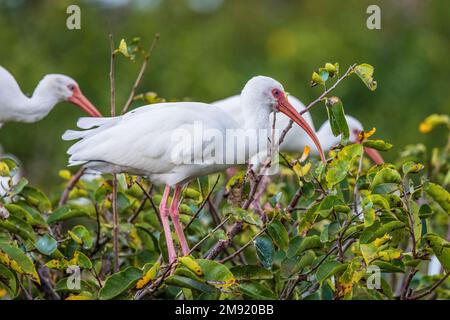 White Ibises gather in groups in shallow wetlands and estuaries in the ...