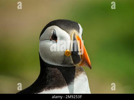 Puffin Head Shot - Farne Island Stock Photo - Alamy