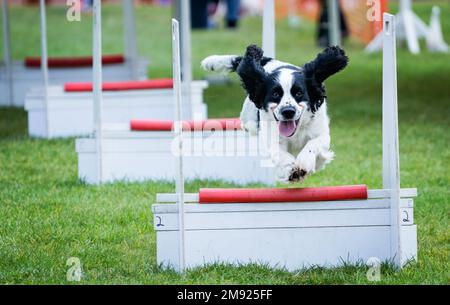 Flyball - Dog Agility - Springer Stock Photo - Alamy