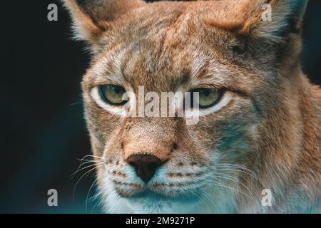 A closeup shot of the face of a lynx against a blurred background Stock ...