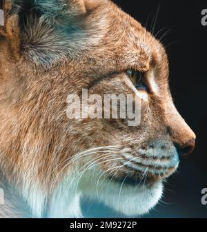 A closeup shot of the face of a lynx against a blurred background Stock ...