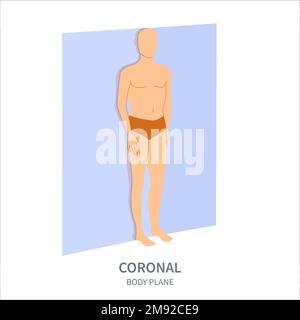 Sagittal scanning plane for probe orientation position diagram Stock ...