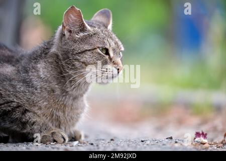 Big gray stray cat resting on steet outdoors in summer Stock Photo - Alamy