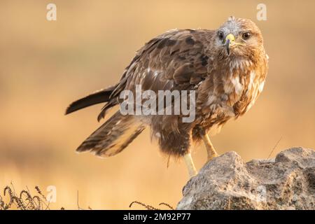 Predatory medium sized bird with brown plumage standing on three twig ...