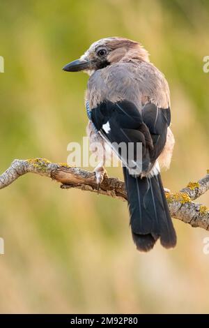 Side view of adorable Eurasian jay on tree branch against blurred ...