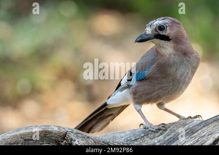 Side view of adorable Eurasian jay on tree branch against blurred ...
