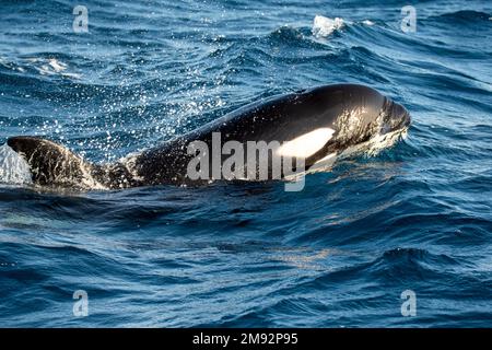 Side view of killer whale swimming in blue rippling sea water during ...