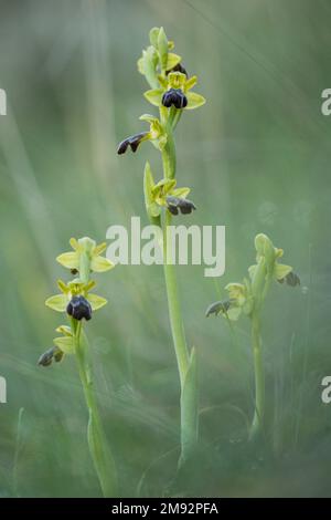 Exotic ophrys lutea natural plant flower growing on green grass in ...