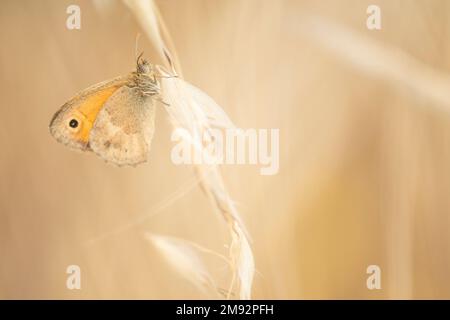 Closeup of small Hyponephele lycaon butterfly sitting on thin stem in ...