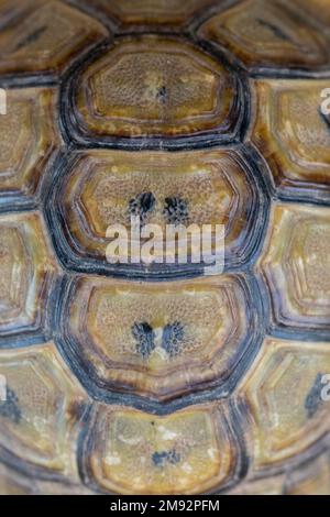 From above closeup of shabby different sized ornamental shell pattern ...