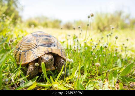 Wild Moorish tortoise standing on green grass with small flowers on ...