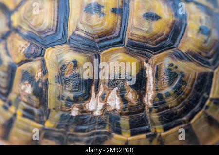 From above closeup of shabby different sized ornamental shell pattern ...