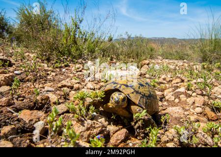 Small Moorish tortoise crawling on rough rocky ground near grassy field ...