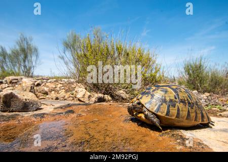 Wild Moorish tortoise crawling on sandy ground near water and ...