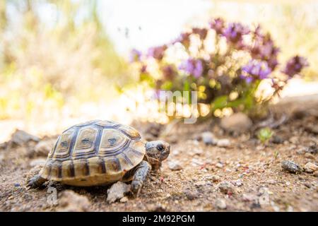 Small Moorish tortoise crawling on rough rocky ground near grassy field ...