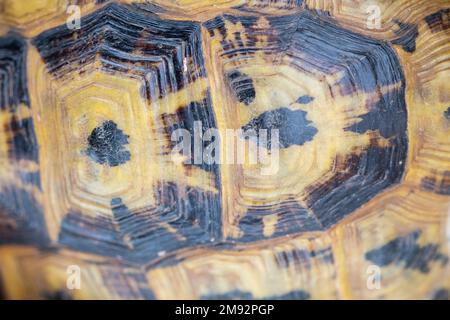 From above closeup of shabby different sized ornamental shell pattern ...