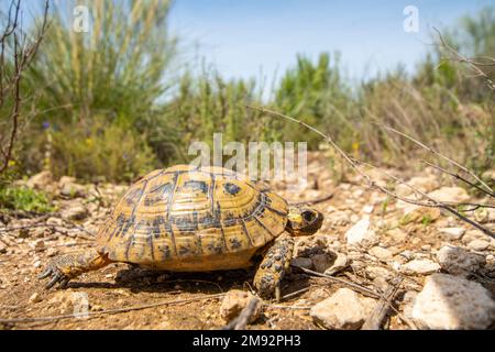 Small Moorish tortoise crawling on rough rocky ground near grassy field ...