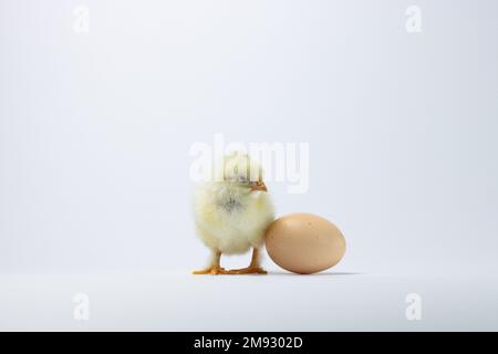 A beautiful shot of a Brahma chicken and an egg isolated on a white ...